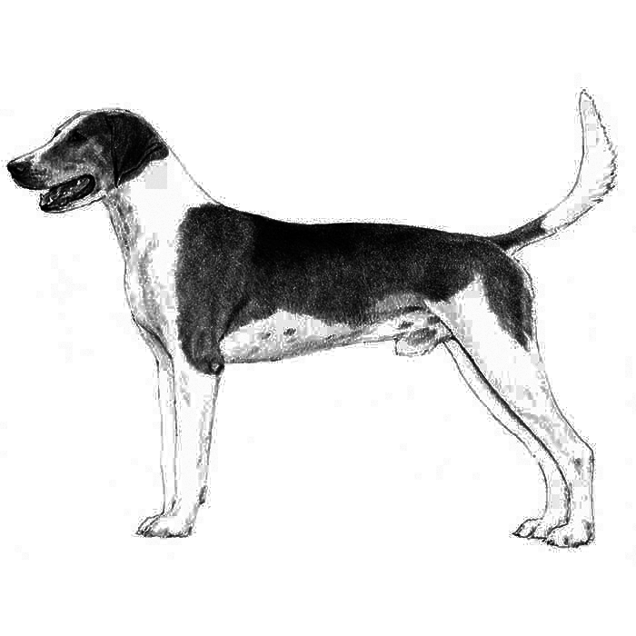 American Foxhounds: Dog breed info, photos, common names, and more ...