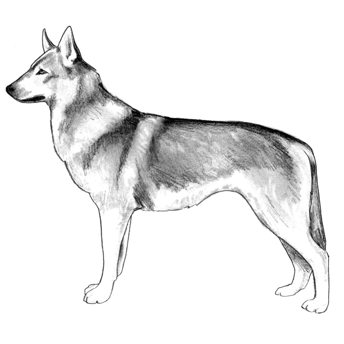 Czechoslovakian Vlcaks: Dog breed info, photos, common names, and more ...